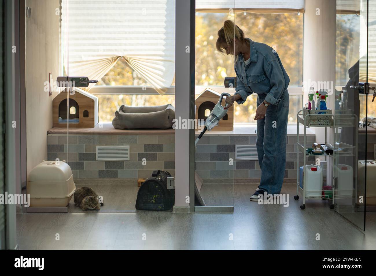 Female employee vacuuming cat rooms in animal hotel. Cat lounging in ...