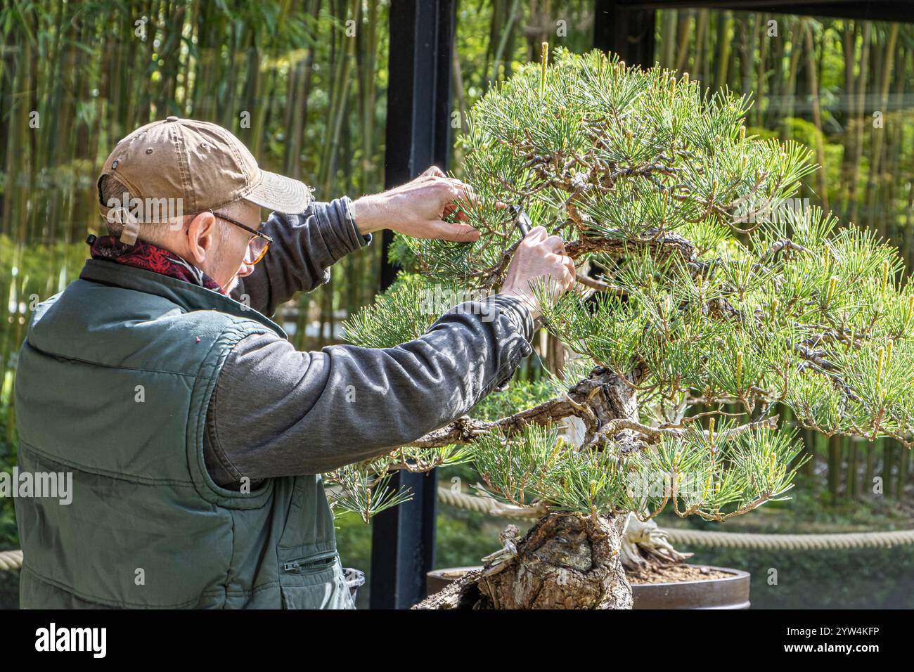 Bonsai maintenance pruning, Japanese white pine, Pinus parviflora var. pentaphylla, Pavillon aux ...