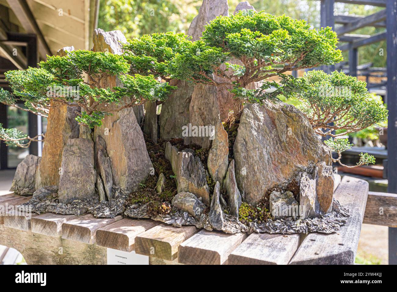 Chinese juniper, Juniperus chinensis, Bonsai Pavilion, Parc Floral ...
