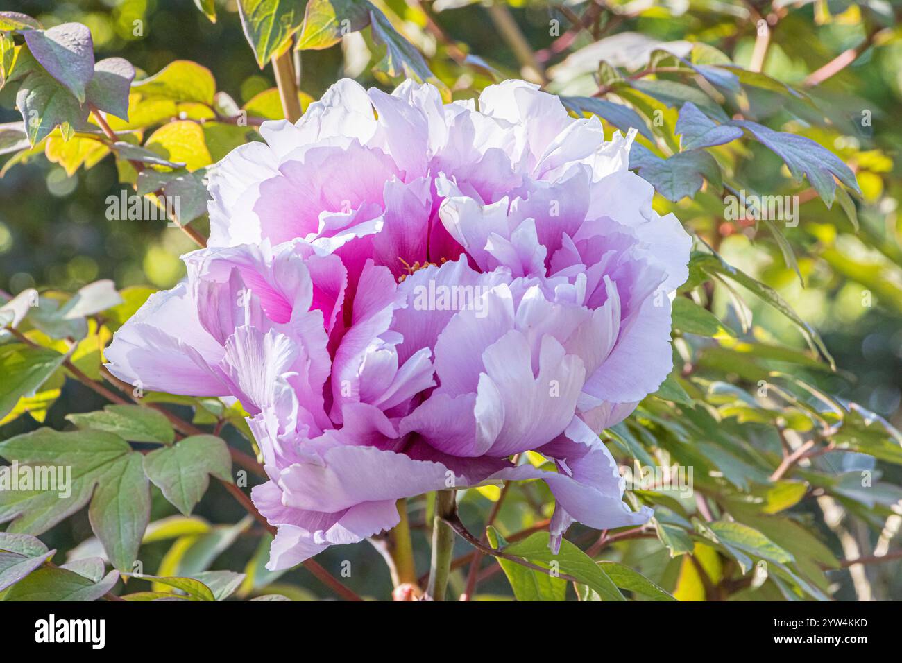 Japanese tree peony, Paeonia suffruticosa 'Shichifukujin', flower Stock ...