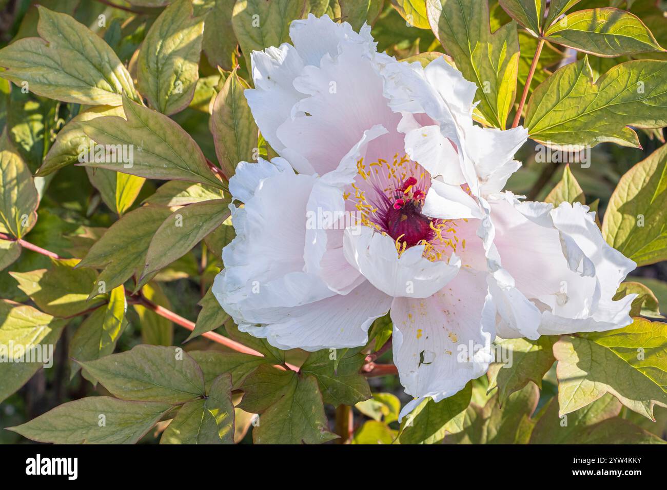 Japanese tree peony, Paeonia suffruticosa 'Yaezakura', flower Stock ...