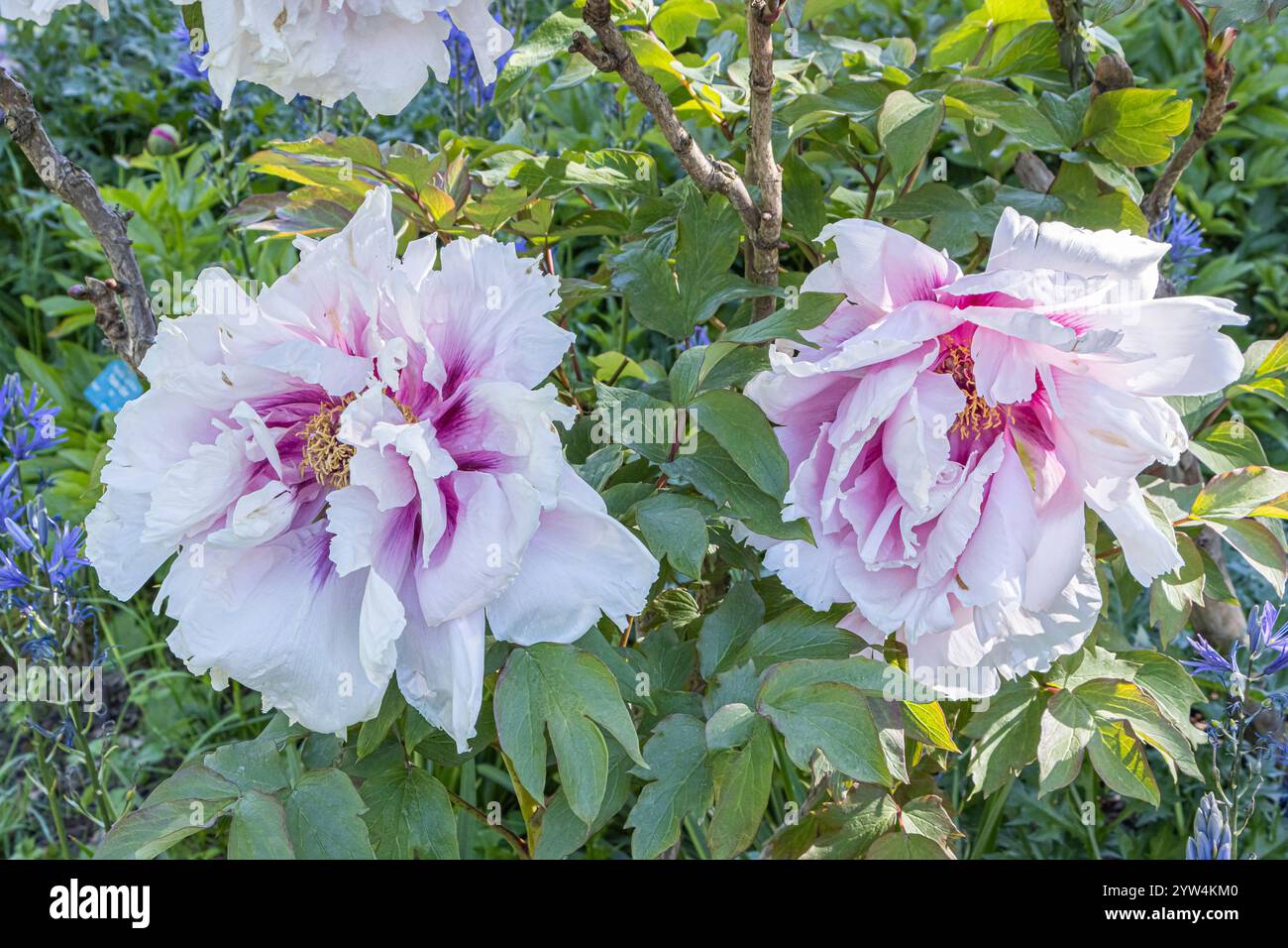 Japanese tree peony 'Yatsuka-jishi', Paeonia suffruticosa 'Yatsuka ...