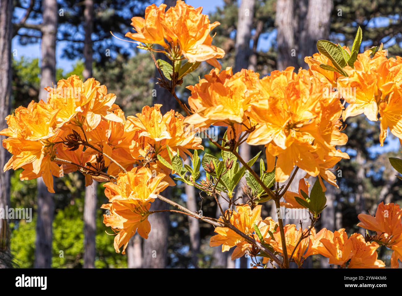Azalea 'Ginger', Rhododendron 'Ginger', flowers Stock Photo - Alamy