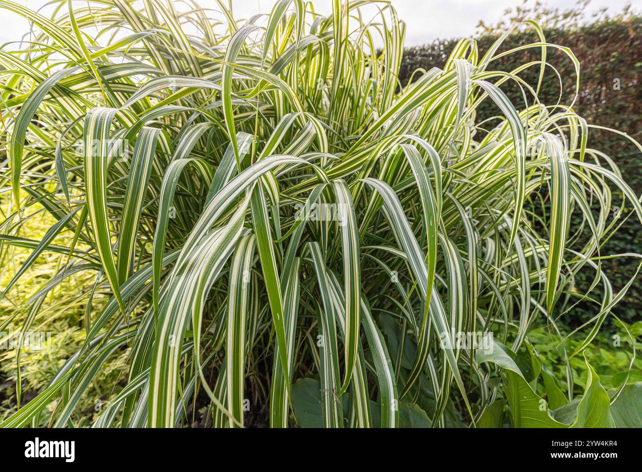 Variegated Giant Reed, Arundo donax 'Variegata' Stock Photo - Alamy