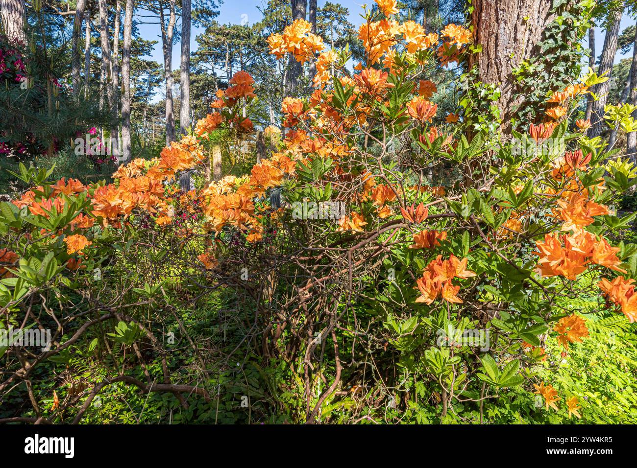 Azalea 'Ginger', Rhododendron 'Ginger', in bloom Stock Photo - Alamy