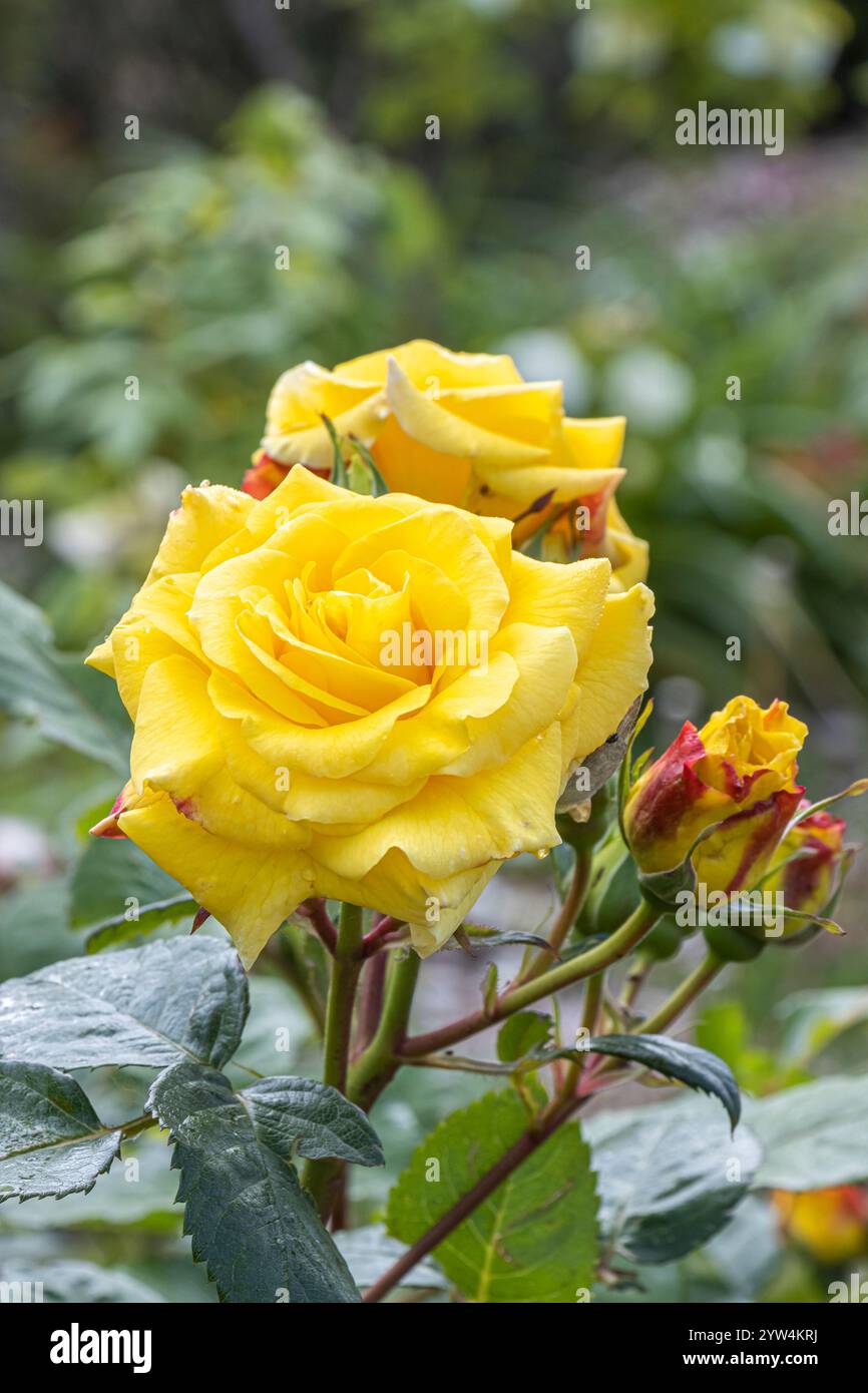 Hybrid tea rose, Rosa 'Michelangelo', Breeder : Meilland (FRA) 1997 ...