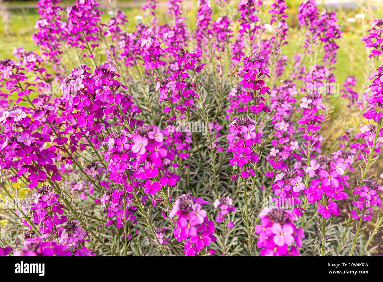 Purple Wallflower, Erysimum linifolium 'Bowles Purple', flowers Stock ...
