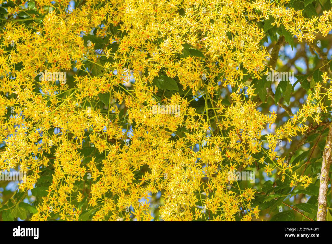 Golden rain tree, Koelreuteria paniculata, flowers Stock Photo - Alamy