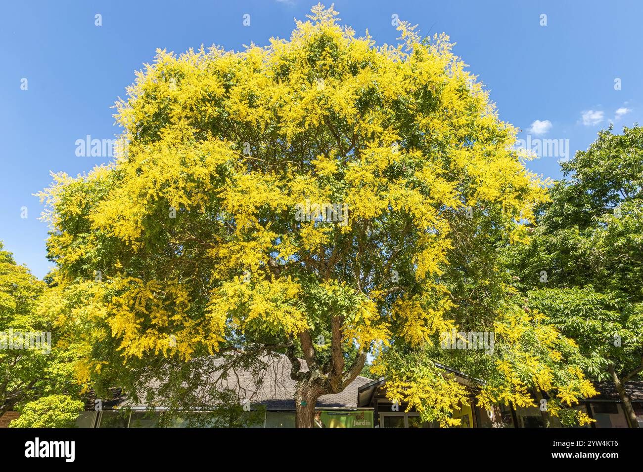 Golden rain tree, Koelreuteria paniculata, in bloom Stock Photo - Alamy