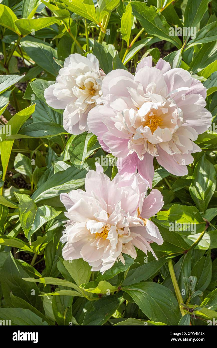 Herbaceous peony 'Lady Alexandra Duff', Paeonia lactiflora 'Lady ...