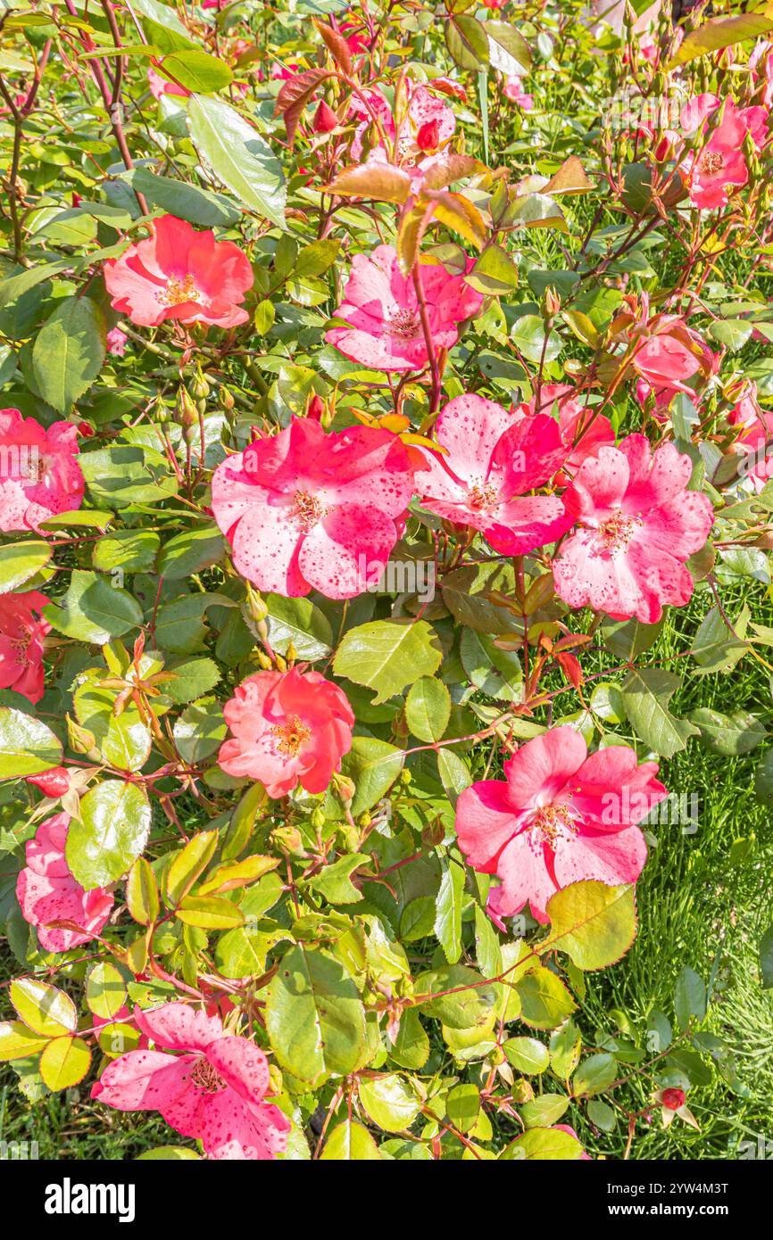 Wichuraiana hybrid rose 'Douceur Normande', Rosa 'Douceur Normande ...