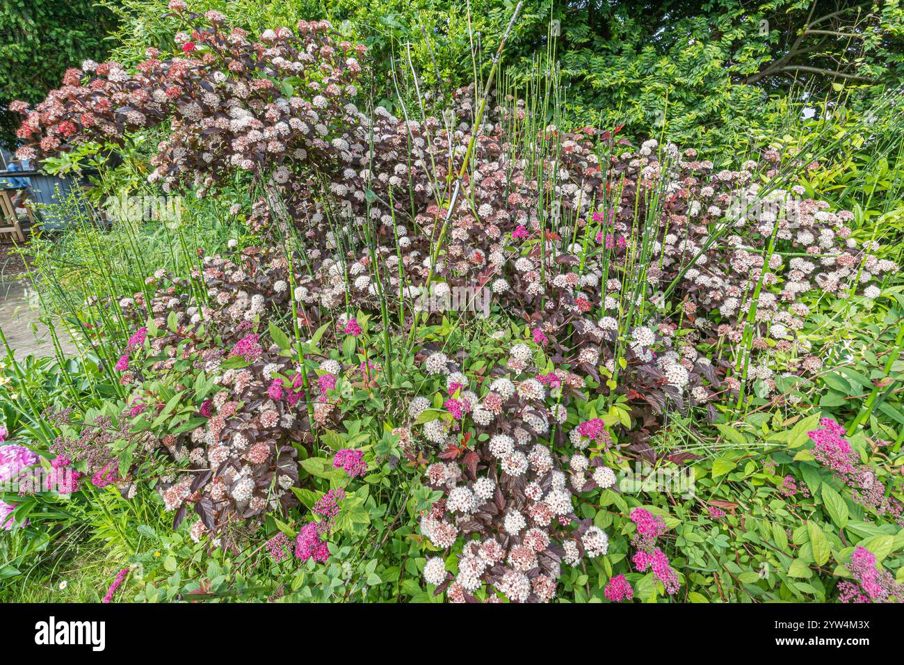 Atlantic ninebark, Physocarpus opulifolius 'Diable d'Or', in bloom ...
