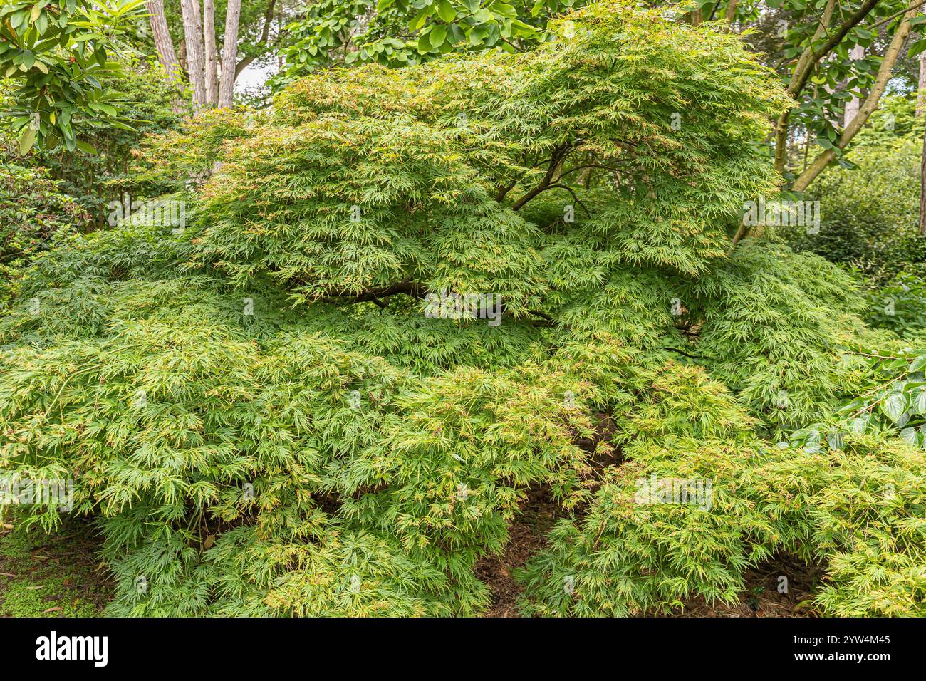 Japanese Maple, Acer palmatum, foliage Stock Photo - Alamy