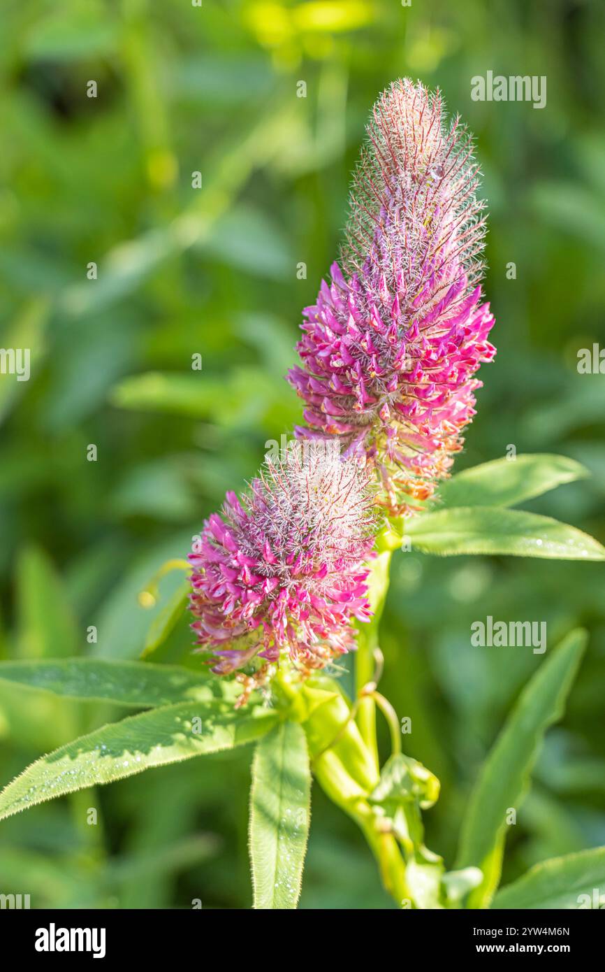Red Feather Clover, Trifolium rubens, flowers Stock Photo - Alamy