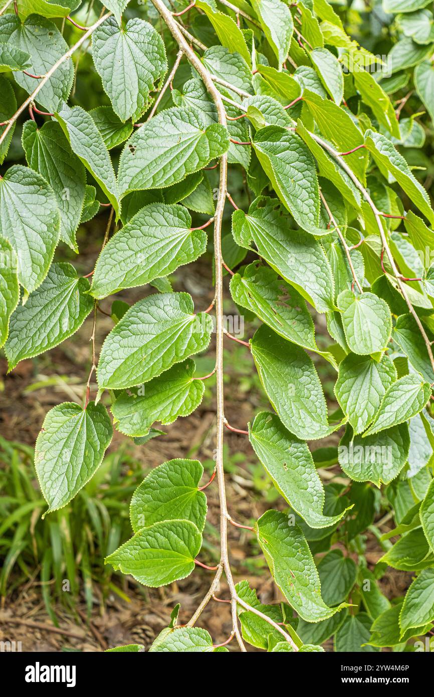 Chinese Tetracentron, Tetracentron sinense, foliage Stock Photo - Alamy