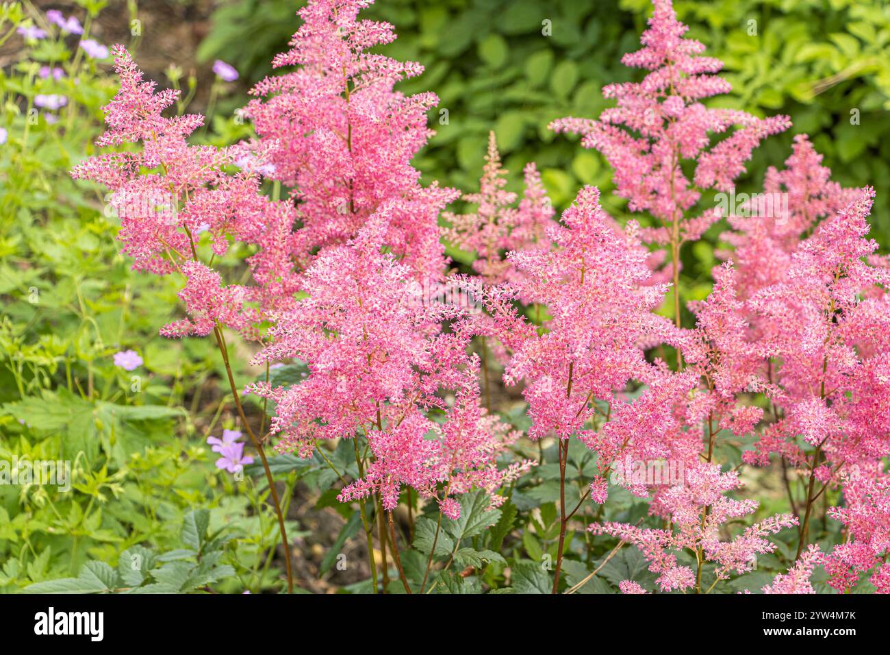 Japanese astilbe, Astilbe japonica 'Rheinland', flowers Stock Photo - Alamy