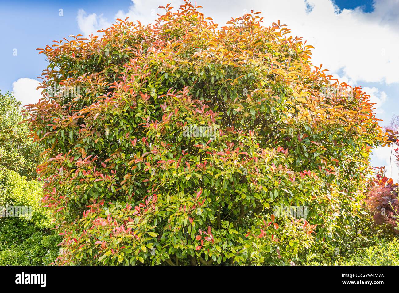 Fraser photinia, Photinia fraseri 'Robusta Compact' Stock Photo - Alamy