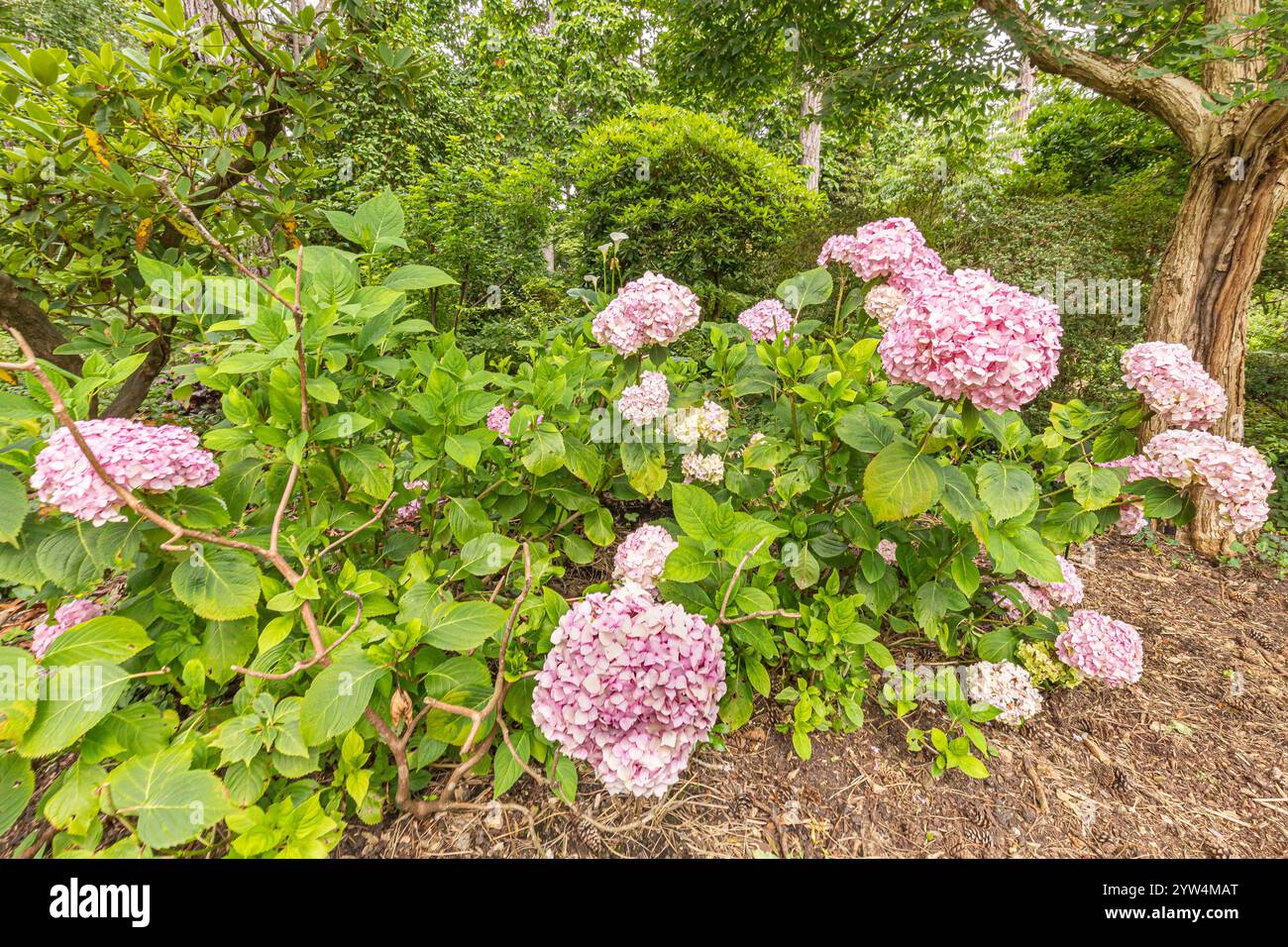 Hydrangea macrophylla 'Bouquet Rose', in bloom Stock Photo - Alamy