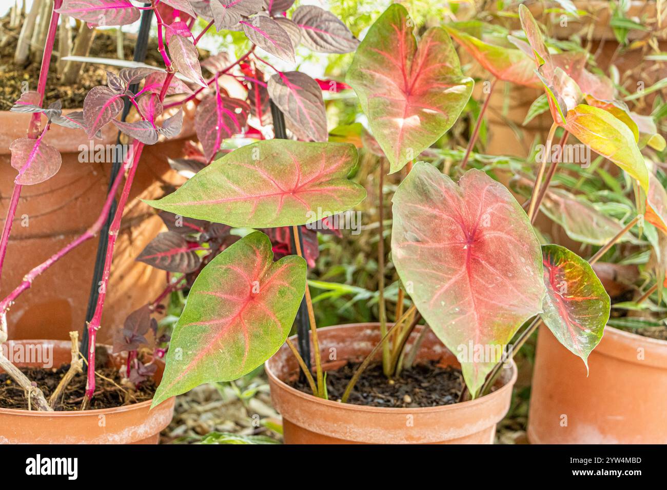 Angel Wings, Caladium 'Blaze' Stock Photo - Alamy