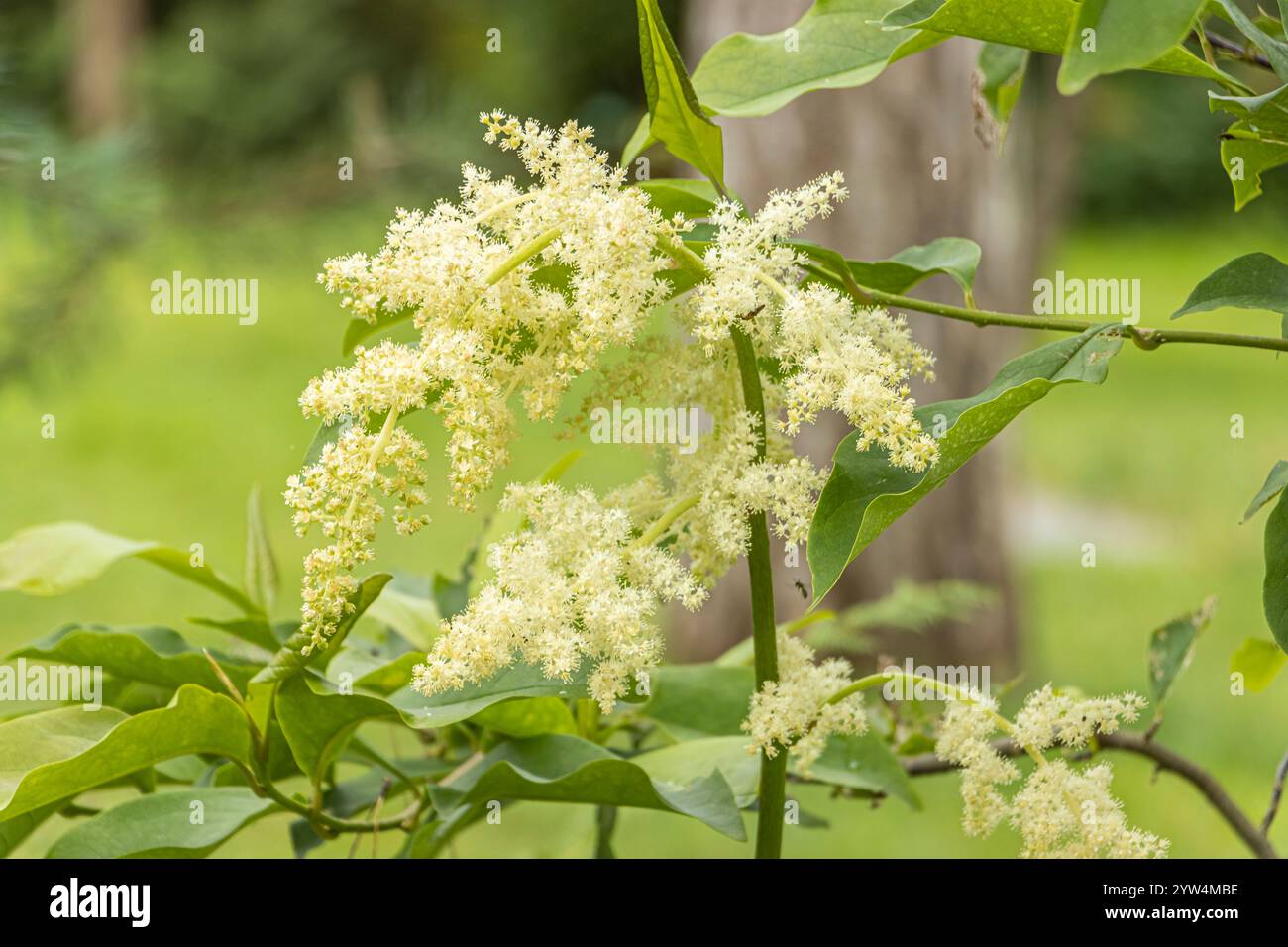 Shieldleaf Rodgersia, Astilboides tabularis, flowers Stock Photo - Alamy