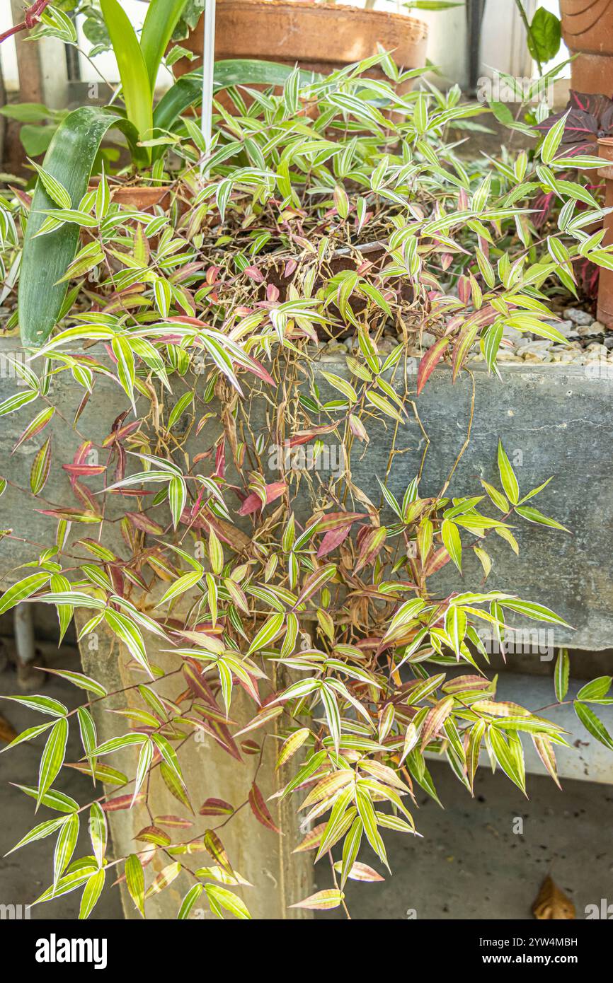 Bristle Basketgrass, Oplismenus hirtellus, foliage Stock Photo - Alamy