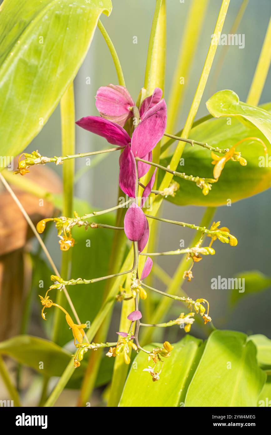 Dancing Lady Ginger, Globba winitii, flowers Stock Photo - Alamy
