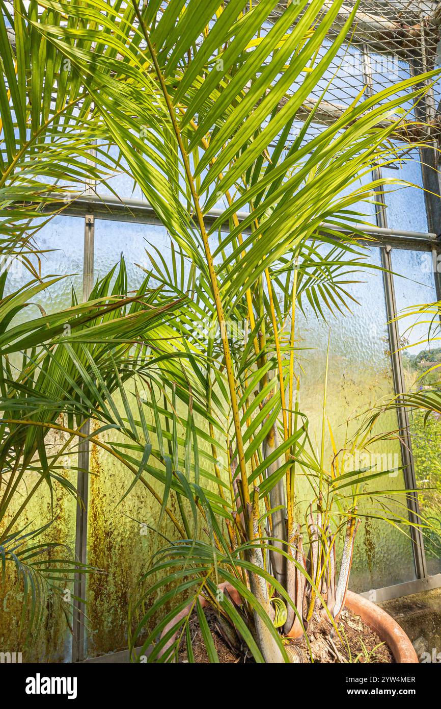 Palm tree, Chrysalidocarpus lutescens Stock Photo - Alamy