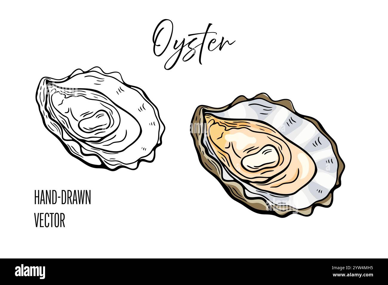 Seafood, oyster. Line drawing engraving vector, hand drawn food Stock ...