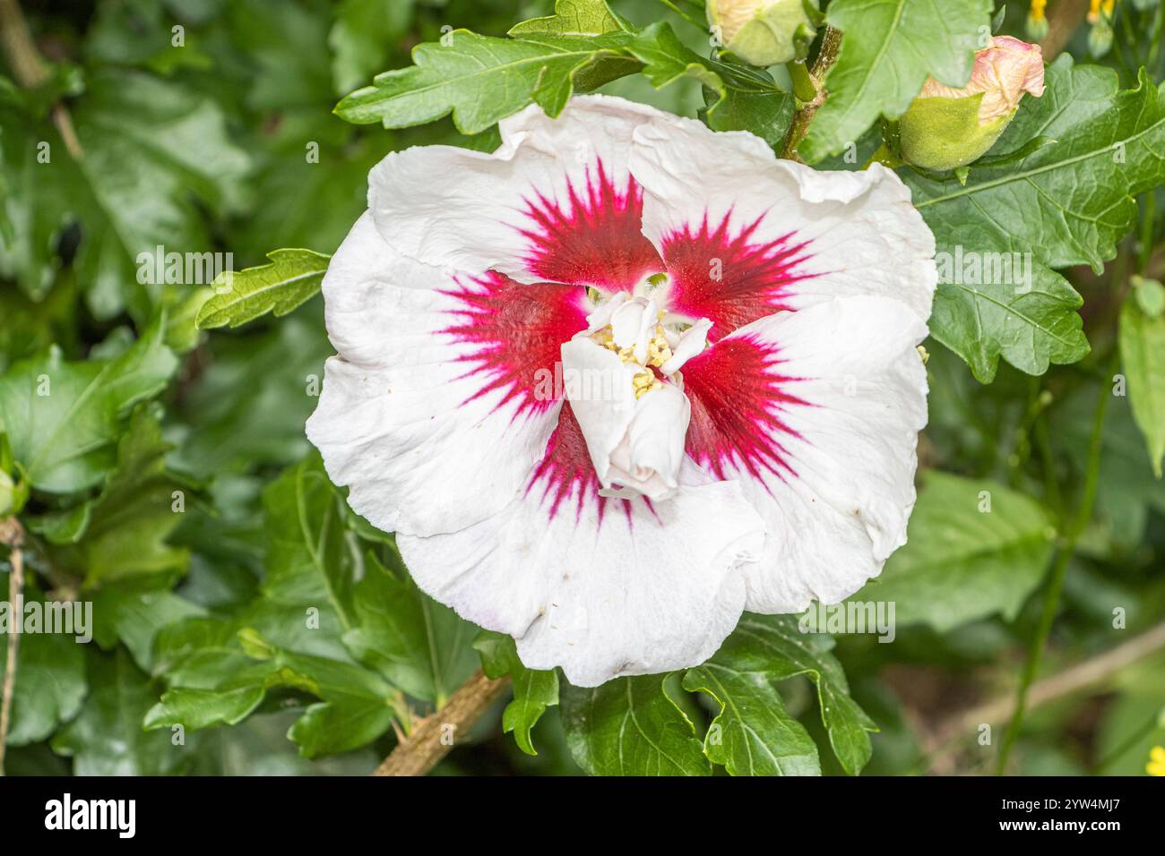 Rose of Sharon, Hibiscus syriacus 'Helene', flowers Stock Photo - Alamy