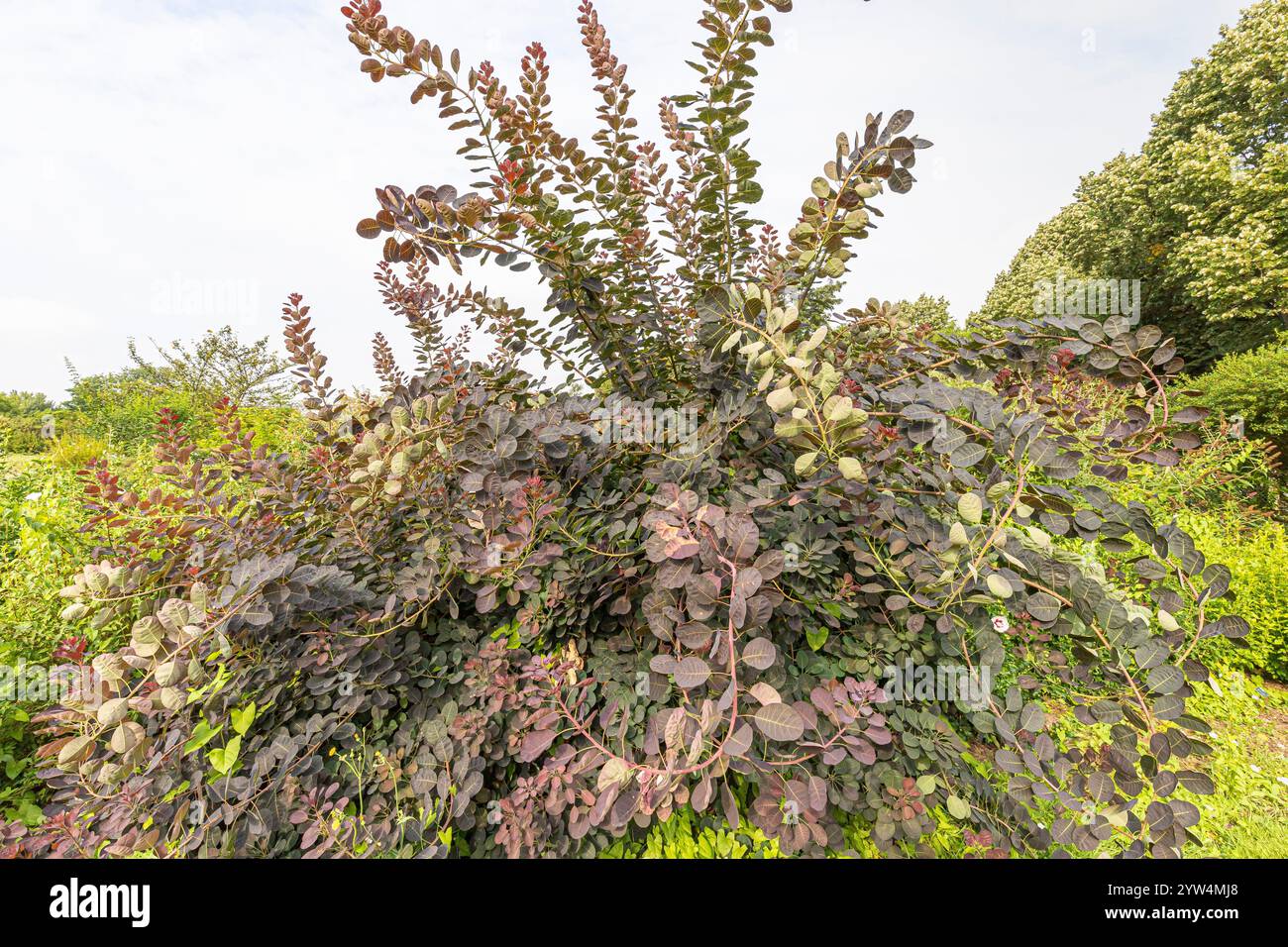 European Smoketree, Cotinus coggygria 'Royal Purple' Stock Photo - Alamy