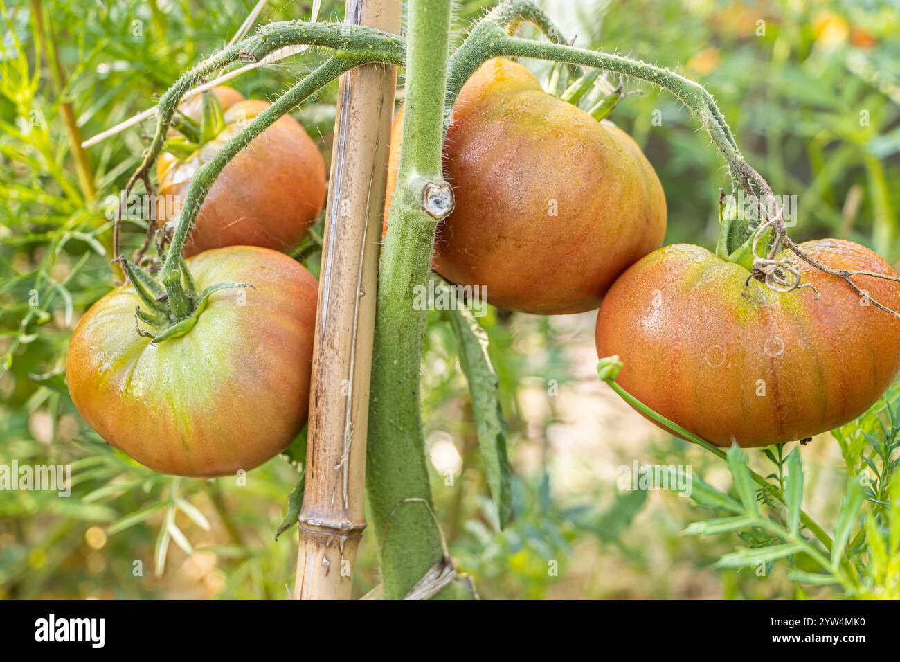 Tomato 'Noire de Crimee' Stock Photo - Alamy