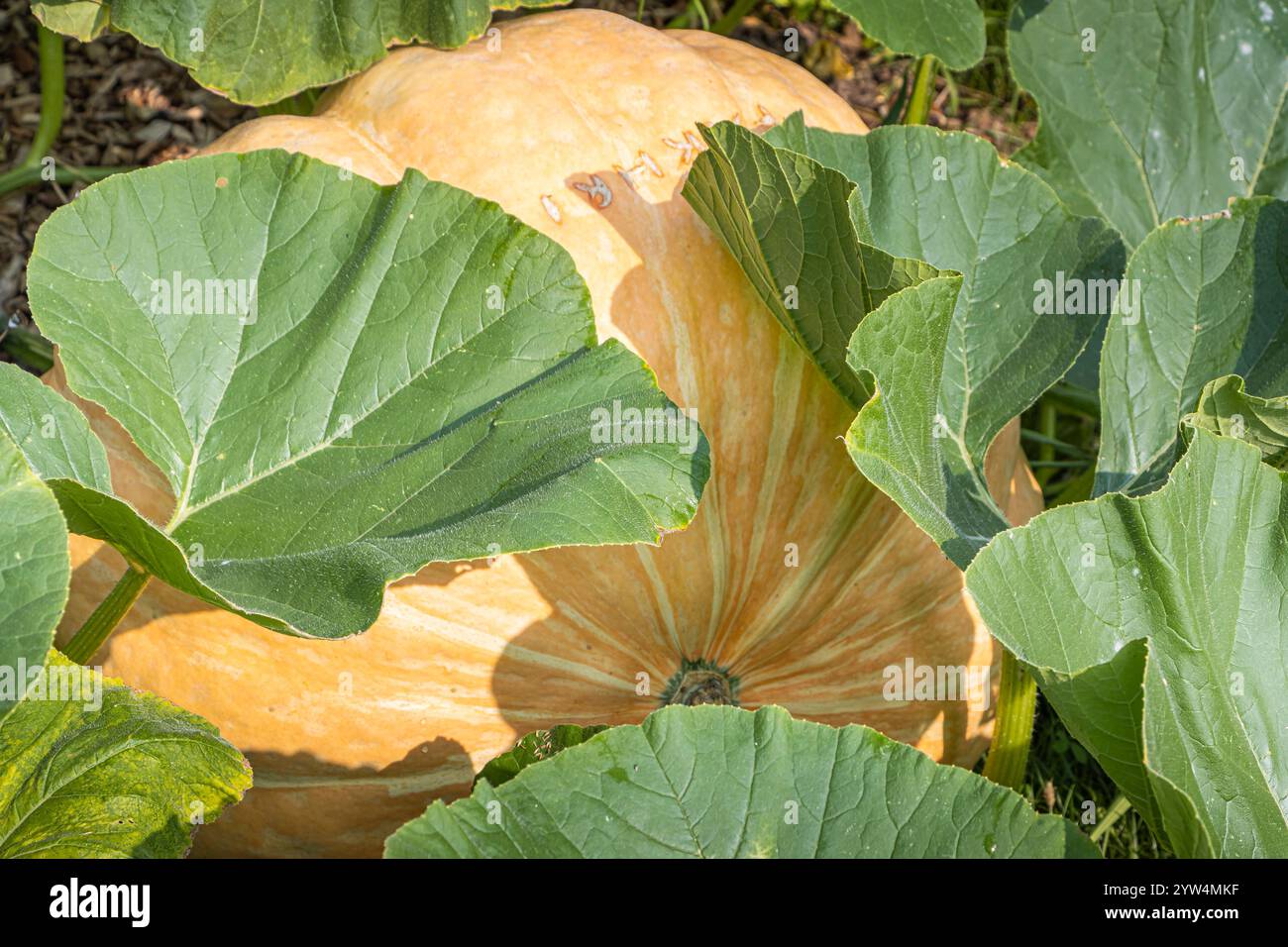 Giant squash, Cucurbita maxima 'Show King' Stock Photo - Alamy