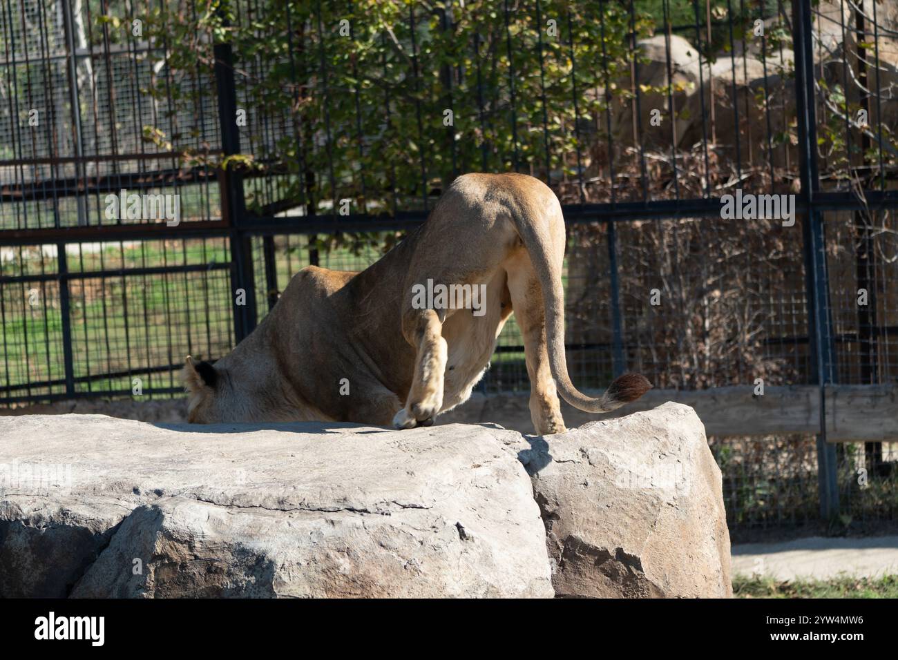 Lioness, Zoo, Enclosure - Lioness standing on a rock in a zoo enclosure ...