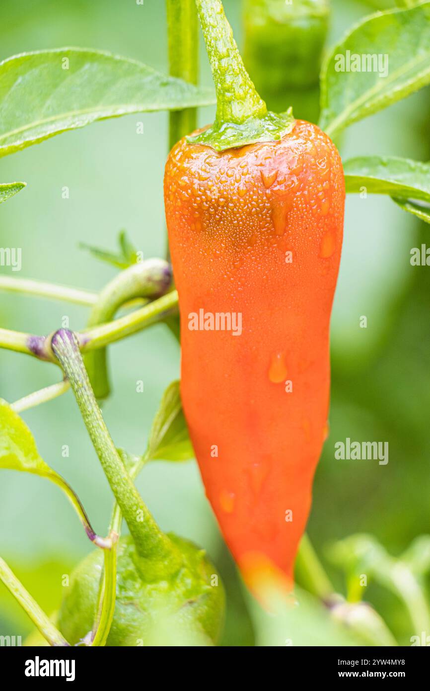 Capsicum Annuum 'California Wonder' bell pepper Stock Photo - Alamy