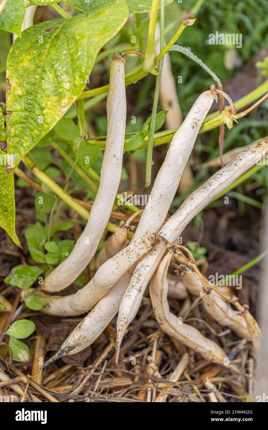 'Lingot Suisse' dwarf white butter bean Stock Photo - Alamy