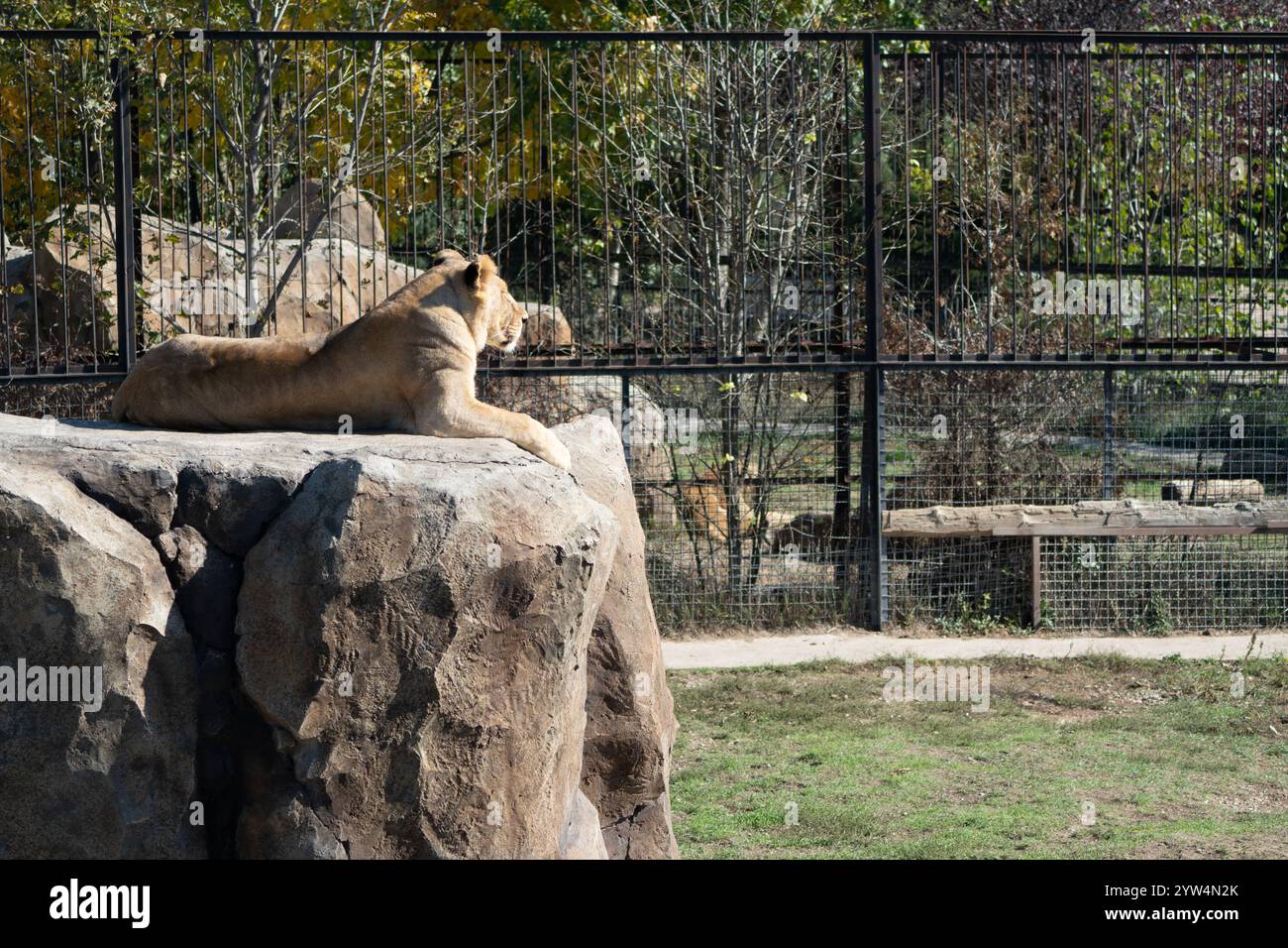 Lion, Zoo, Enclosure - A lion rests on a rock in its zoo enclosure ...