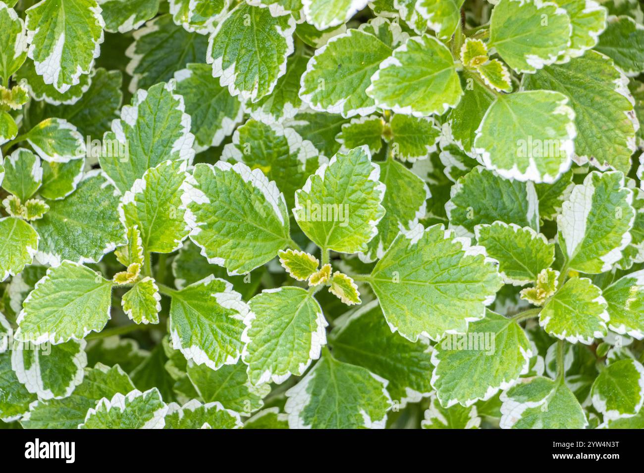Madagascar Spur Flower, Plectranthus madagascariensis 'Variegated ...
