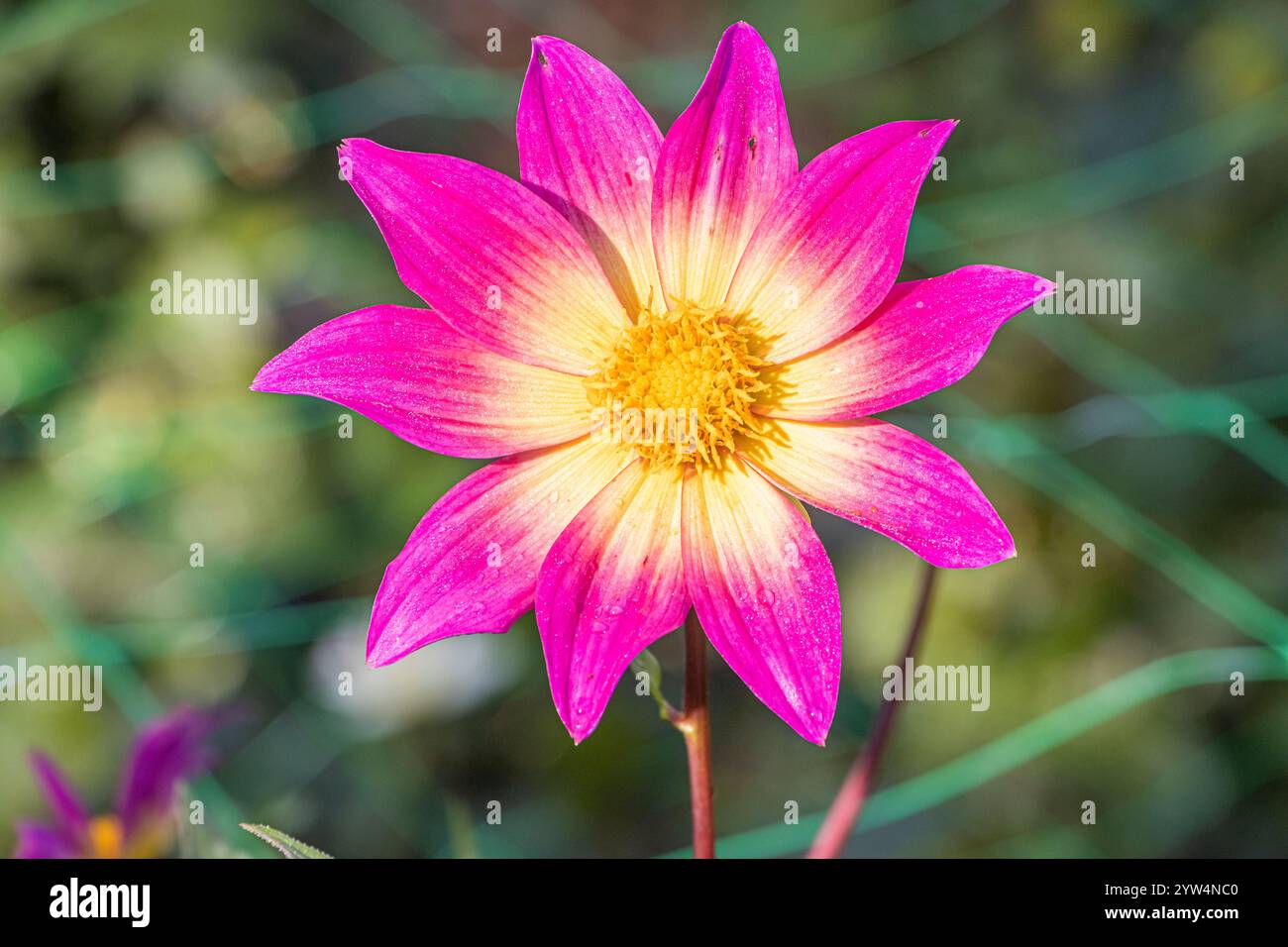 Dahlia 'Bright Eyes' Breeder: Gil (USA) 1981, flower Stock Photo - Alamy