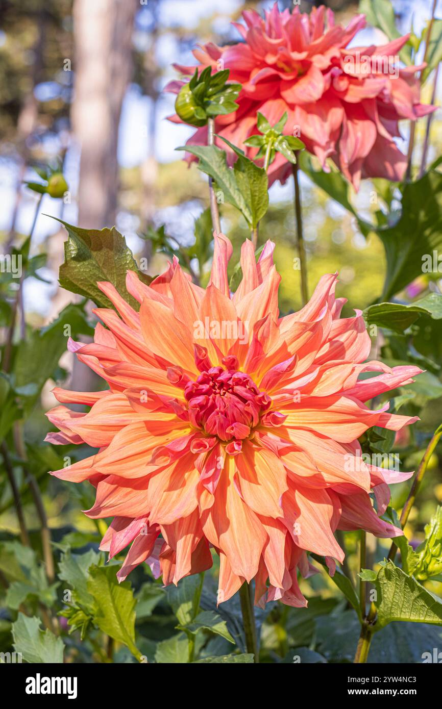 Dahlia 'Belle of Barmera' Breeder : Simon (USA) 1987, flower Stock Photo - Alamy