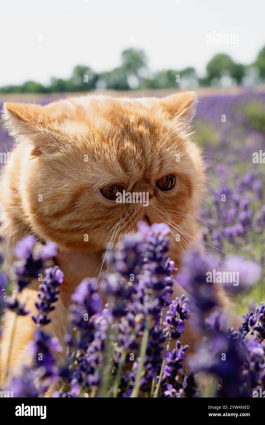 Close-up portraits of an exotic ginger cat surrounded by lavender ...