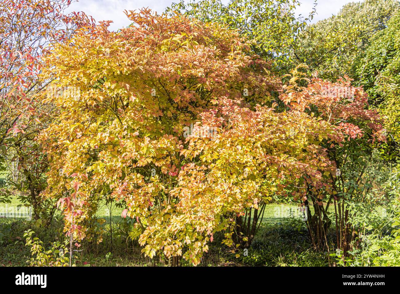 Viburnum opulus 'Xanthocarpum', atumn foliage Stock Photo - Alamy