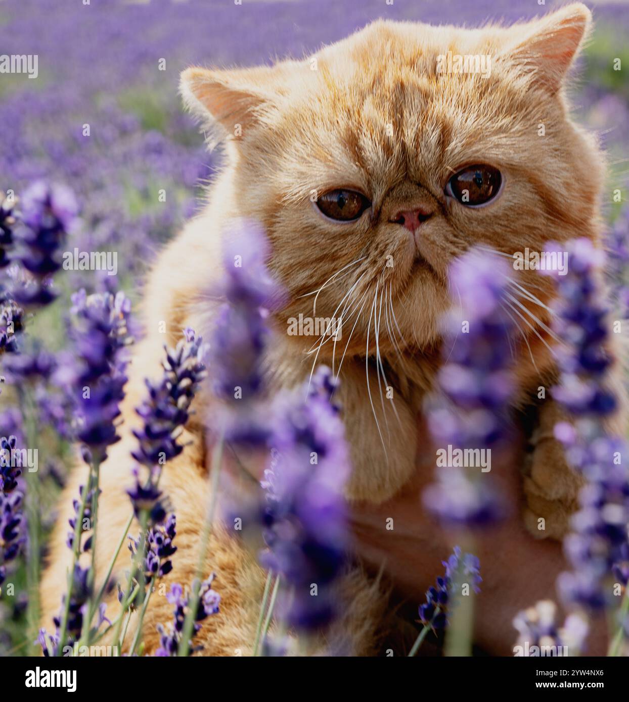 Close-up portraits of an exotic ginger cat surrounded by lavender ...