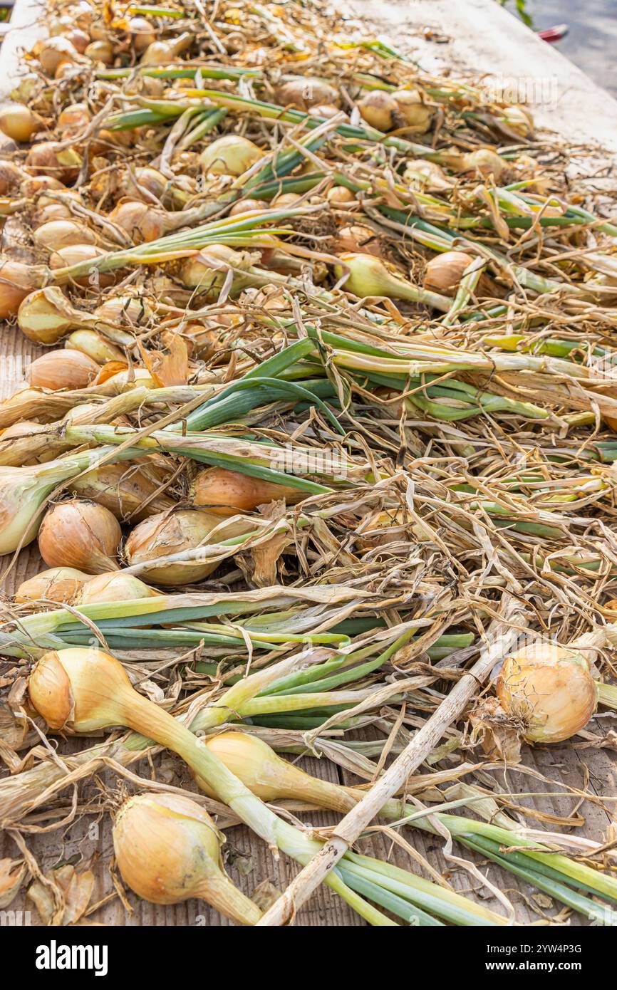 Yellow Onion Drying Stock Photo - Alamy
