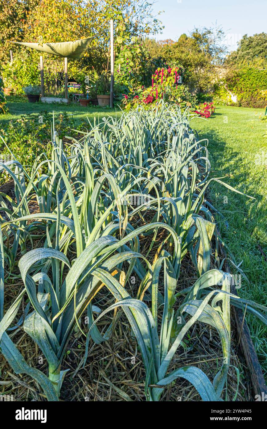 Organic 'Farinto' winter leek Stock Photo - Alamy