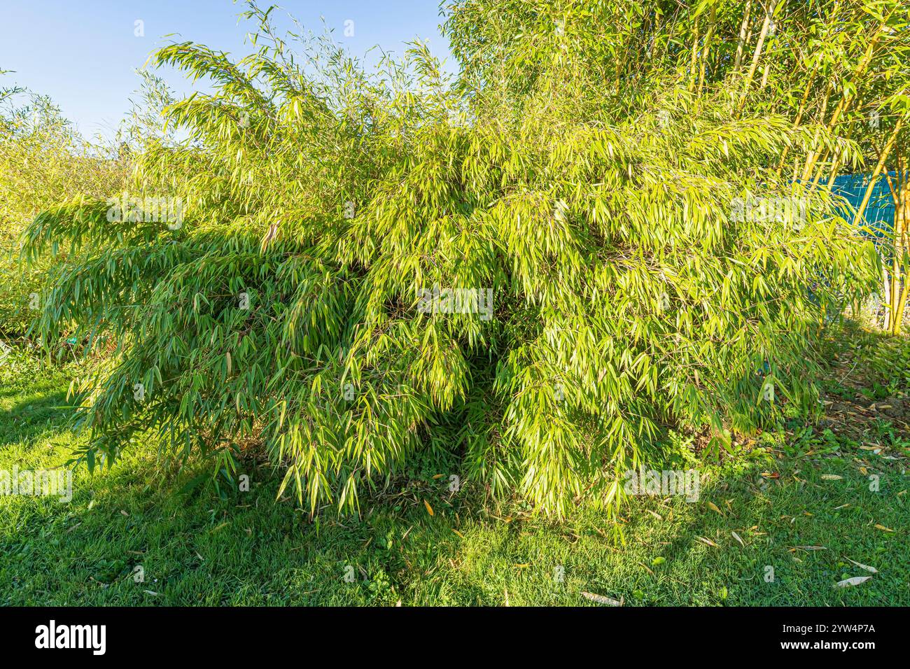 Non-invasive dwarf bamboo, Fargesia rufa Stock Photo - Alamy