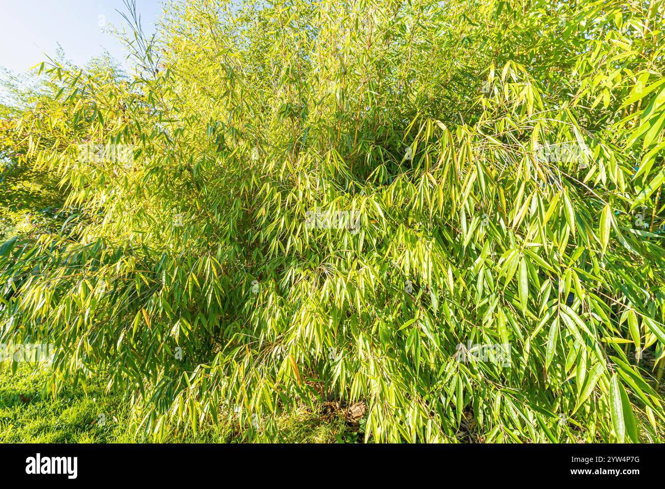 Non-invasive dwarf bamboo, Fargesia robusta 'Pingwu' ' Stock Photo - Alamy