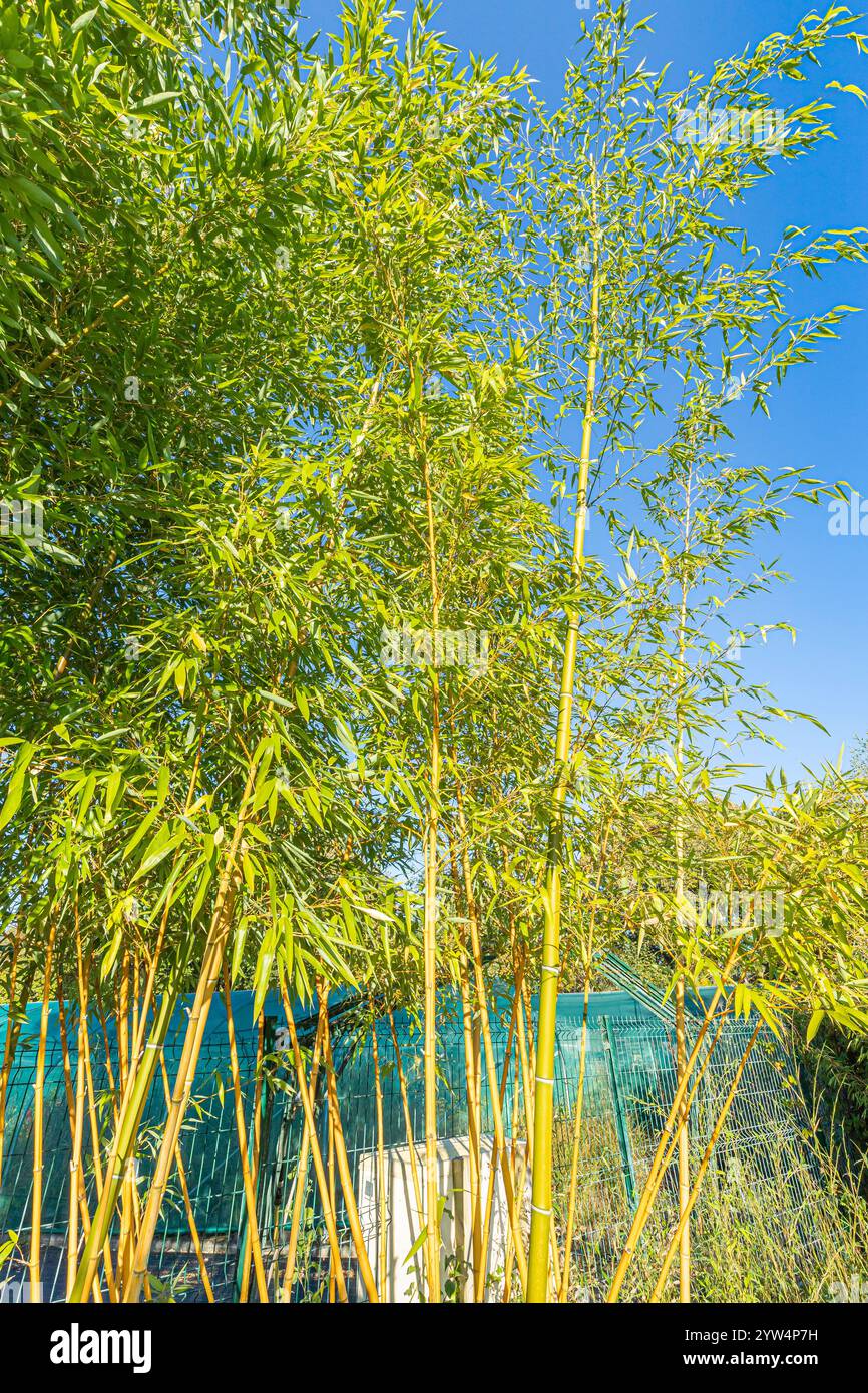 Little invasive giant bamboo, Phyllostachys Vivax Aureocaulis Stock ...