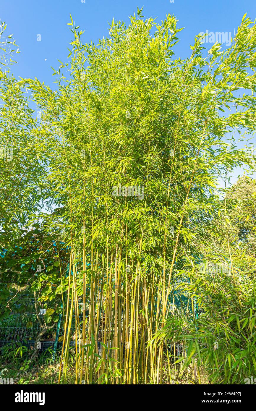 Giant bamboo, Phyllostachys mannii 'Decora Stock Photo - Alamy
