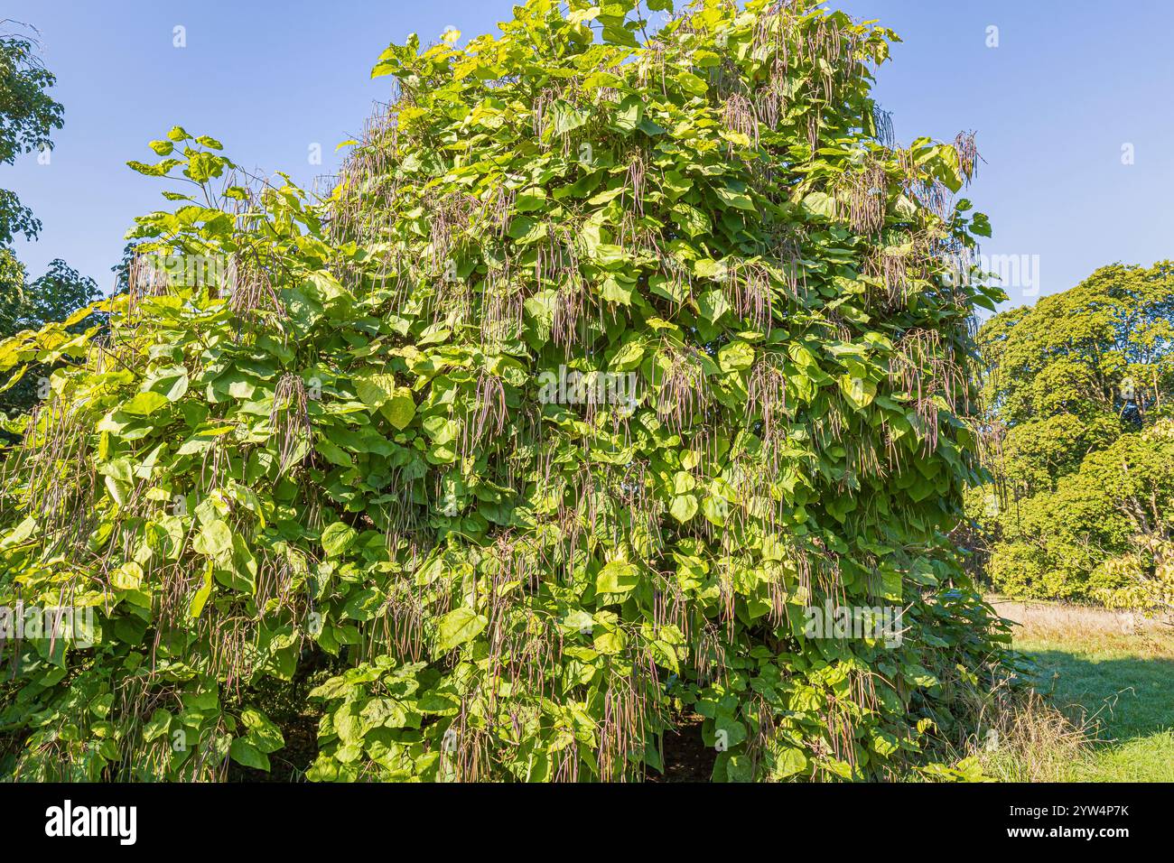 Dwarf Indian Bean Tree, Catalpa bungei Stock Photo - Alamy