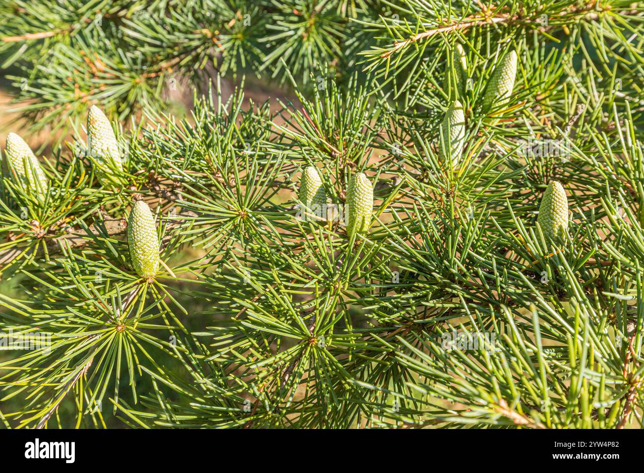 Golden Himalayan Cedar, Cedrus deodara 'Aurea' needles and cones Stock ...